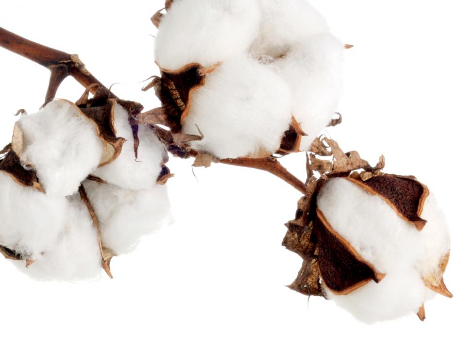 Natural Fibers | HARTMANN&FORBES