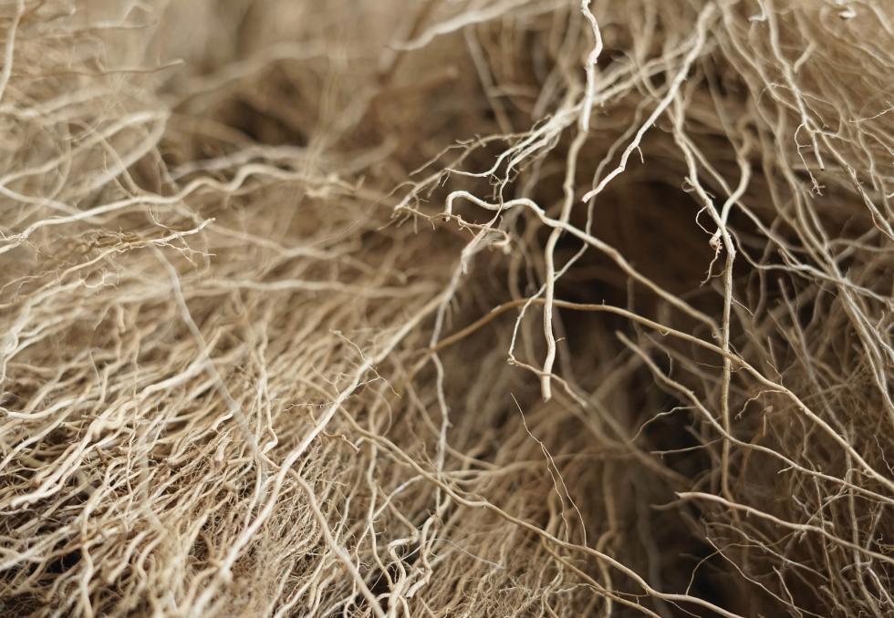 Natural Fibers | HARTMANN&FORBES